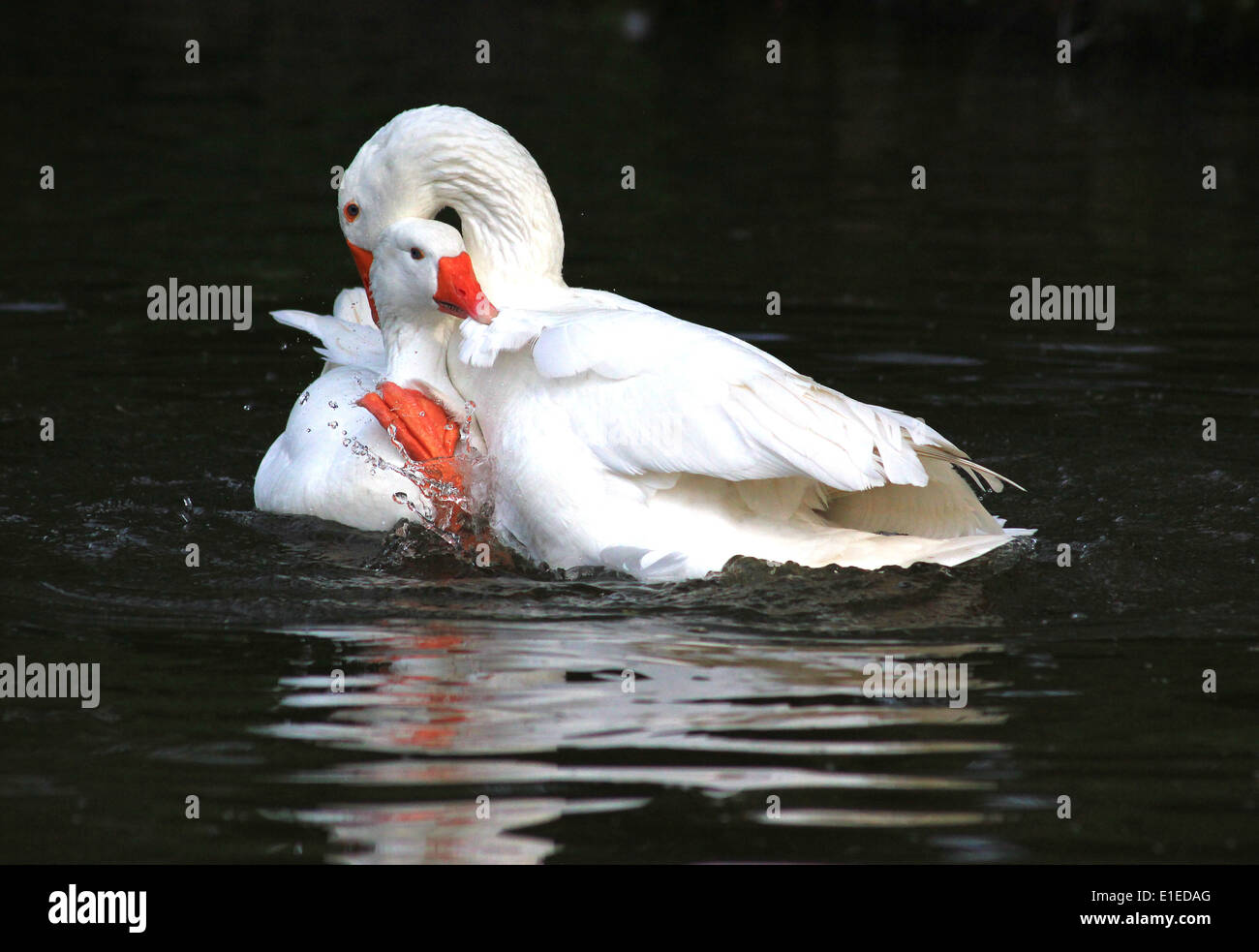 Breeding pair of domestic geese on Llangollen Canal Stock Photo - Alamy