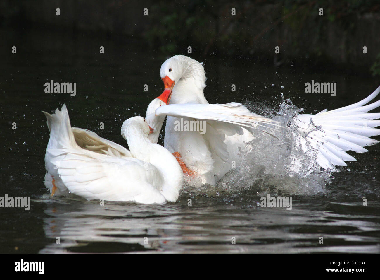 Goose fighting domestic hi-res stock photography and images - Alamy