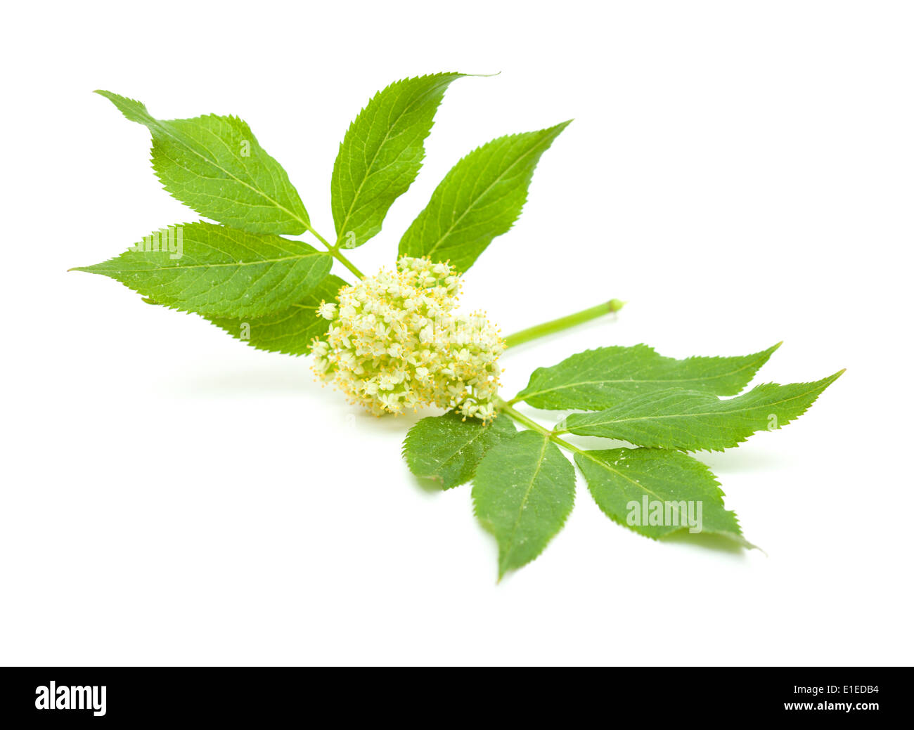 red elder flowers are forming berries isolated on white Stock Photo - Alamy
