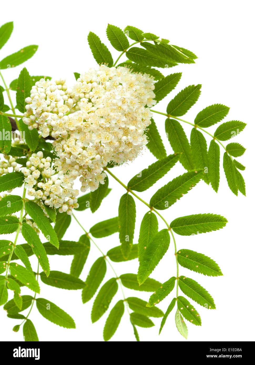 rowan flowers isolated on white Stock Photo - Alamy