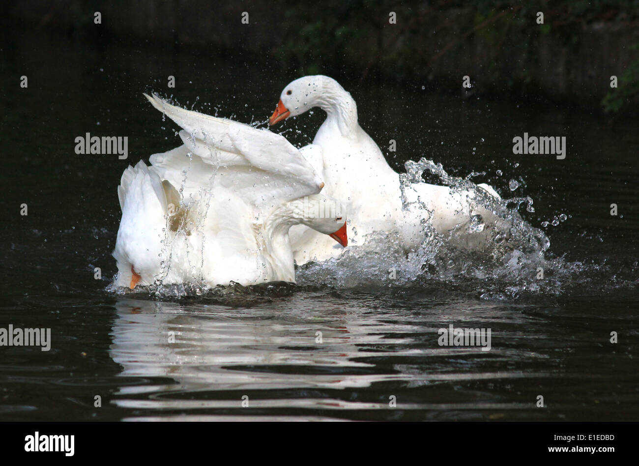 Geese fighting domestic hi-res stock photography and images - Alamy