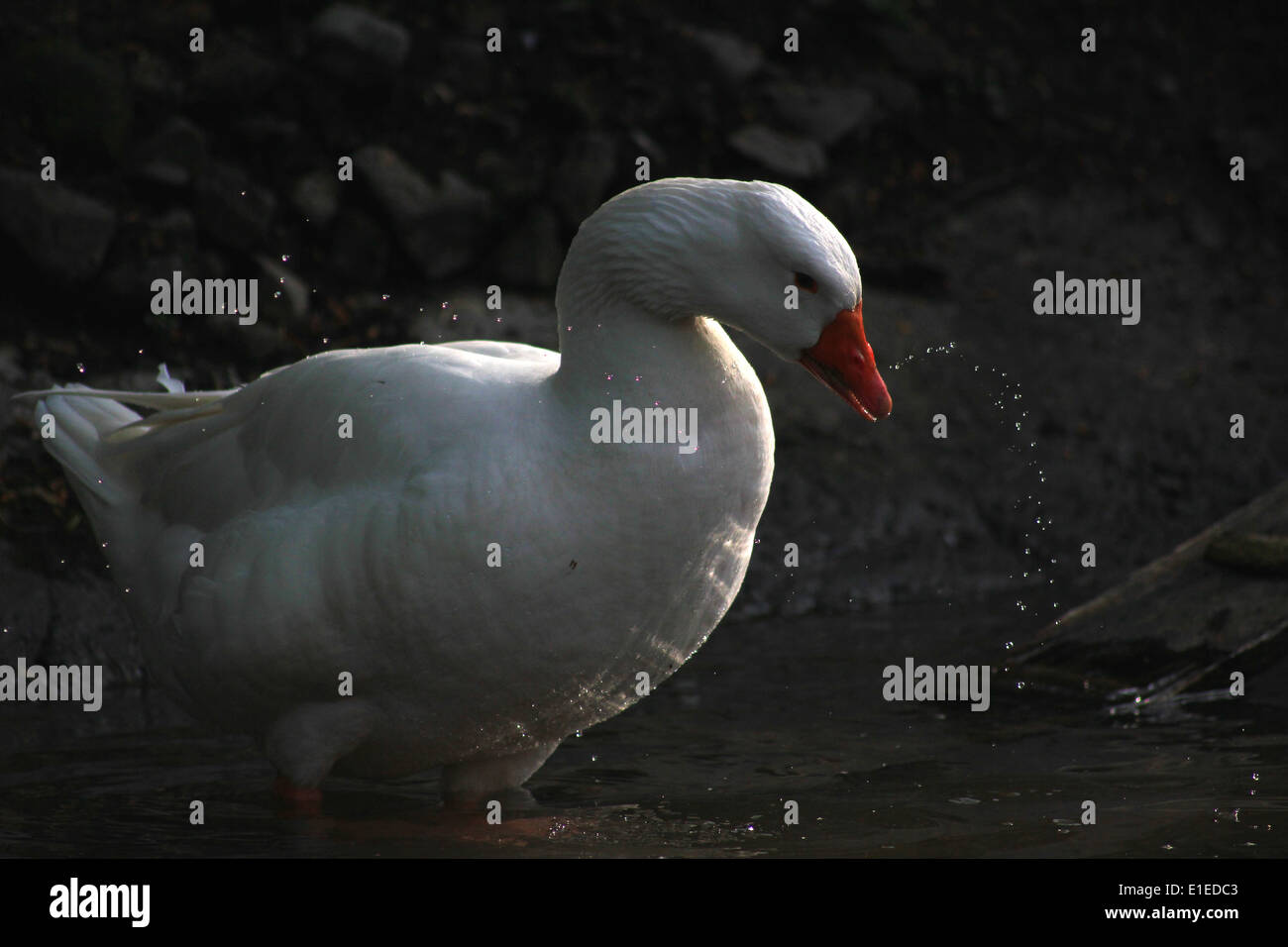 Domestic goose washing in Llangollen Canal Stock Photo - Alamy