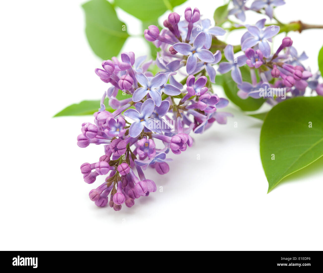 common lilac branch isolated on white Stock Photo - Alamy