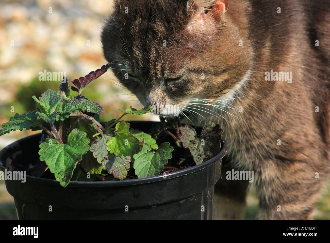 Tabby cat sniffing catnip plant Stock Photo - Alamy