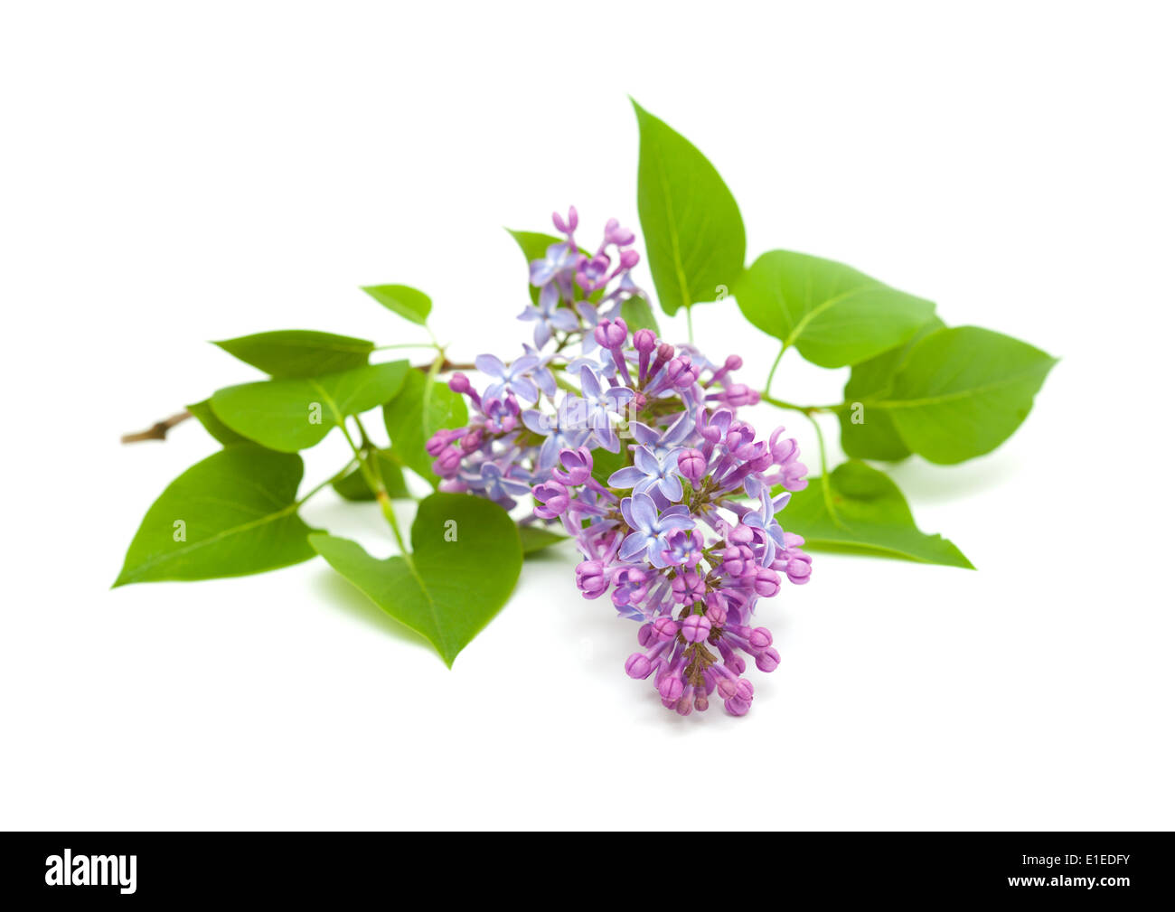 common lilac branch isolated on white Stock Photo - Alamy