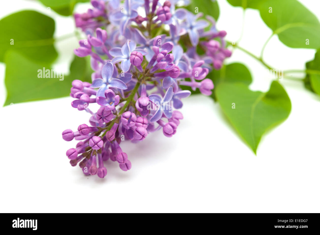 common lilac branch isolated on white Stock Photo - Alamy