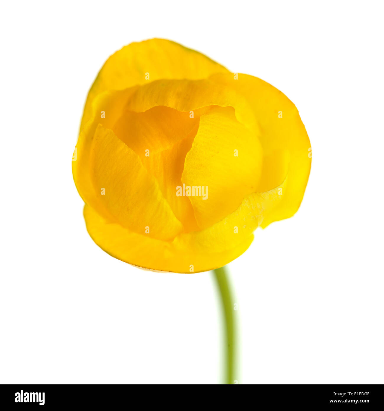 Troll bloom hi-res stock photography and images - Alamy