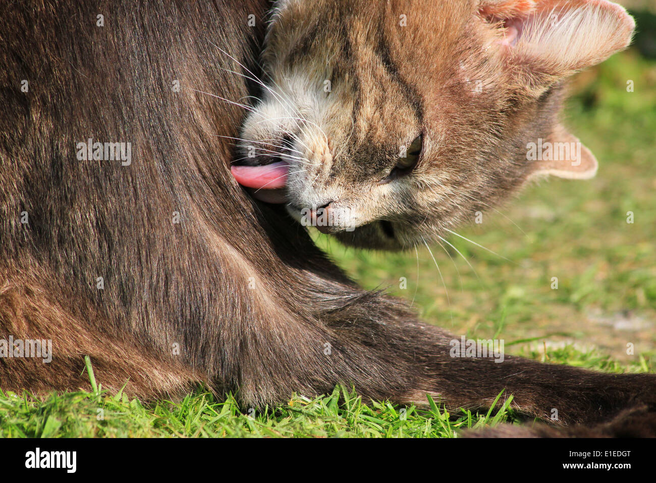 Tabby cat licking tail Stock Photo - Alamy
