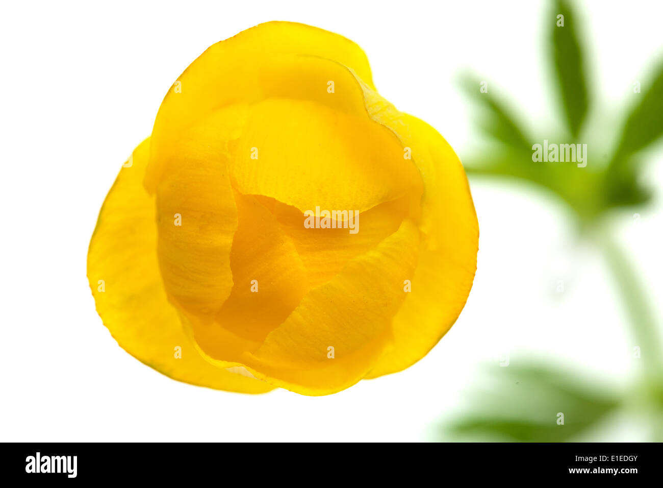 trollius europaeus, globe flower, isolated Stock Photo - Alamy