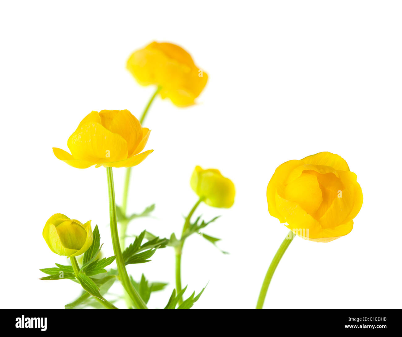 trollius europaeus, globe flower, isolated Stock Photo - Alamy