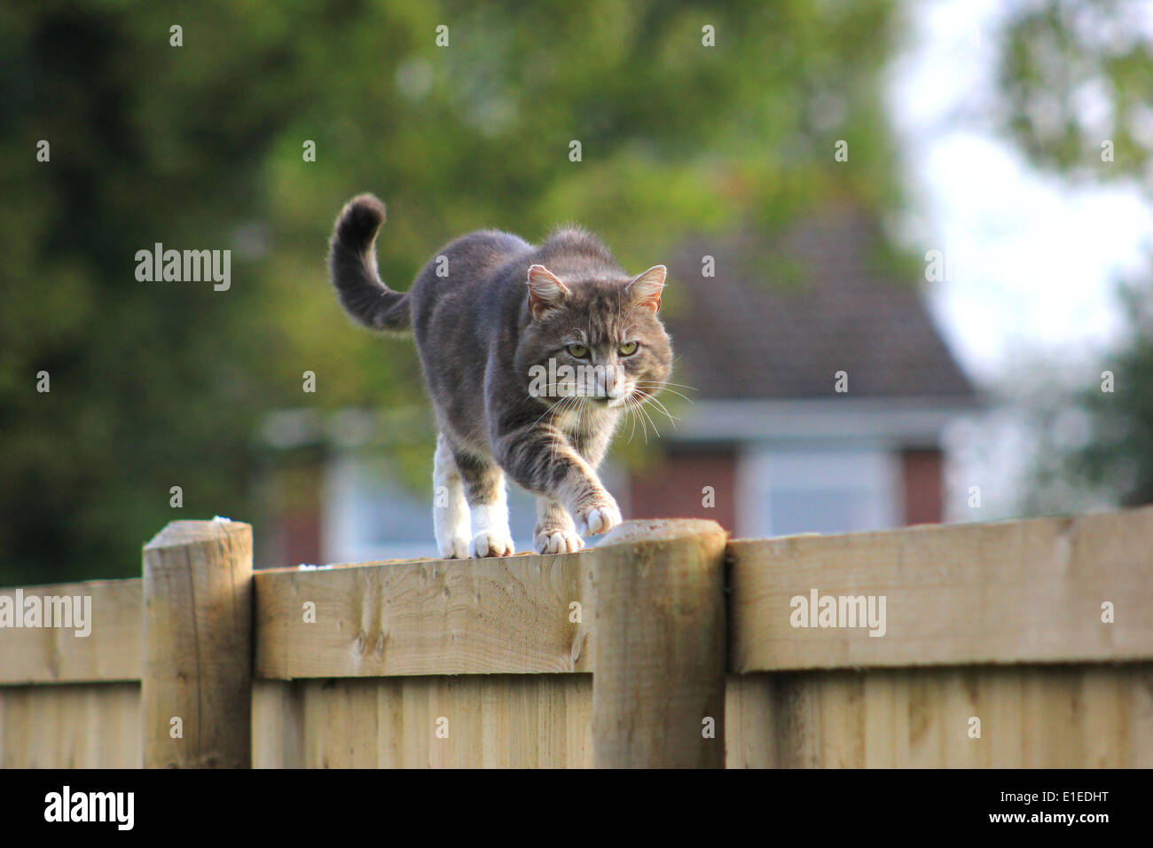 Tabby cat on hunt hi-res stock photography and images - Alamy
