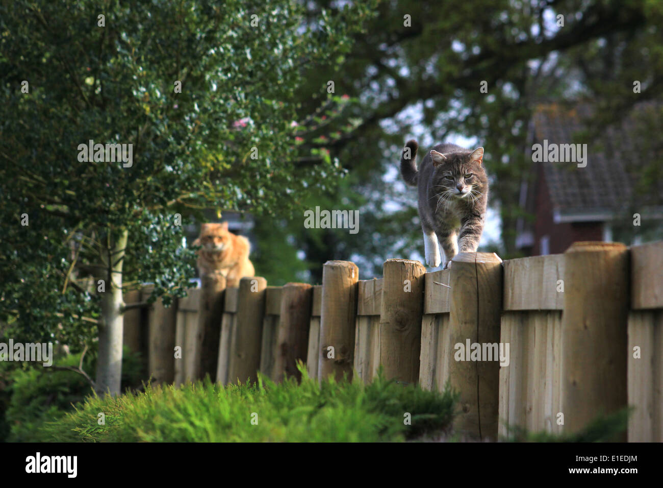 Tabby cat walking on garden fence with ginger cat Stock Photo - Alamy