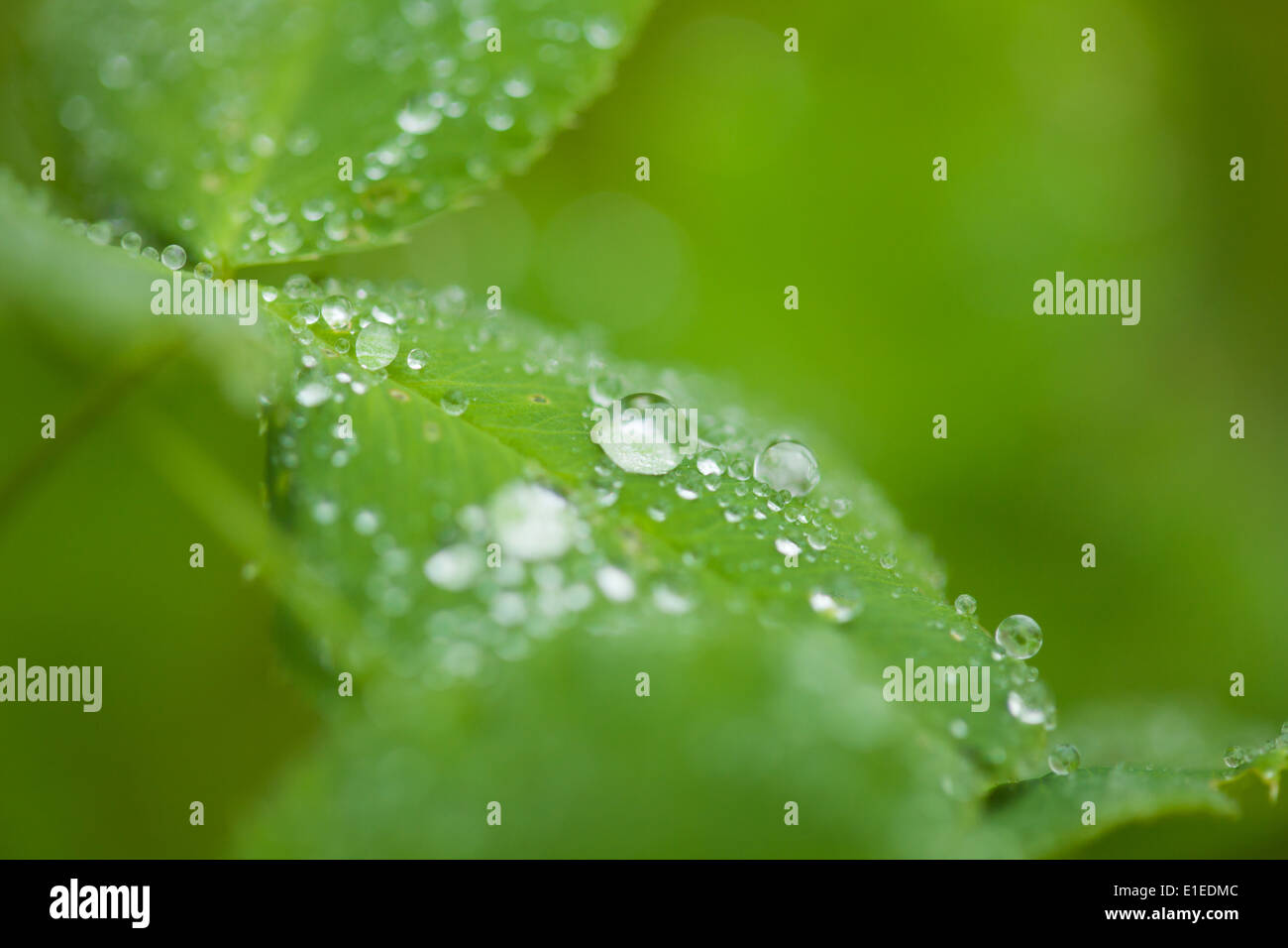 rain drops on grasses natural background Stock Photo - Alamy