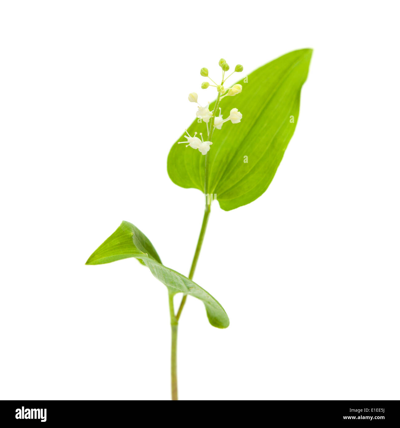 Tiny lily Cut Out Stock Images & Pictures - Alamy