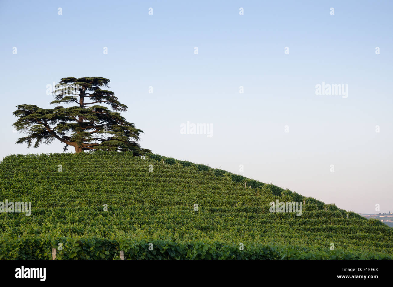 pine tree on a hill and wineyards Stock Photo - Alamy