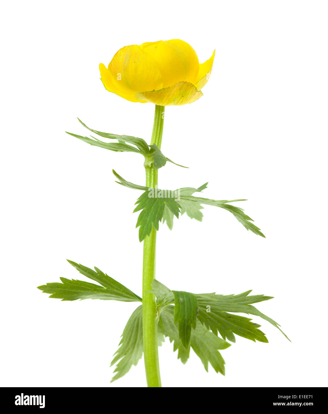 Globeflower trollius europaeus hi-res stock photography and images - Alamy