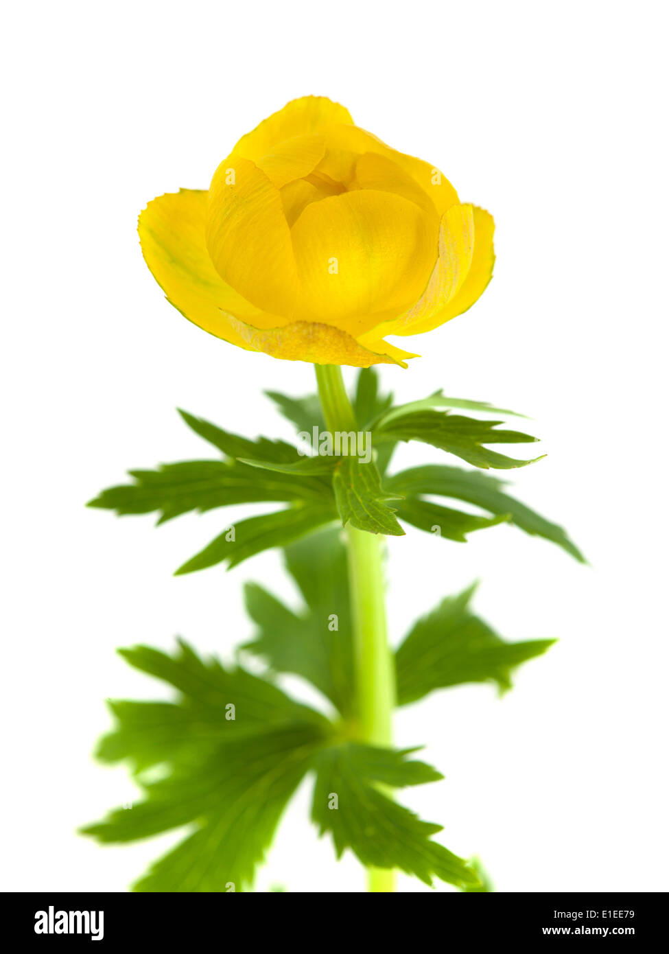 trollius europaeus isolated Stock Photo - Alamy