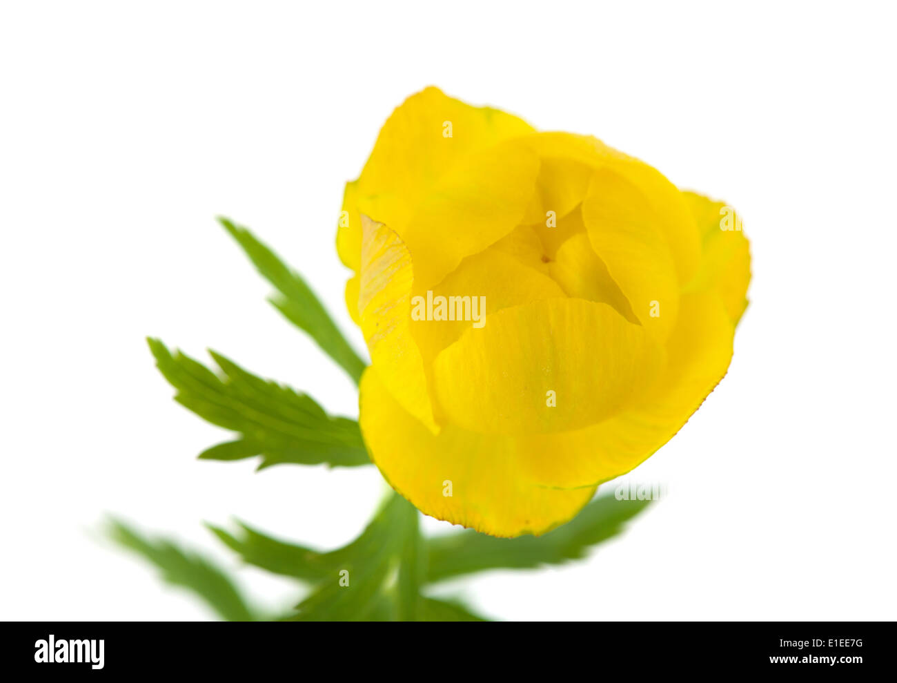 trollius europaeus isolated Stock Photo - Alamy