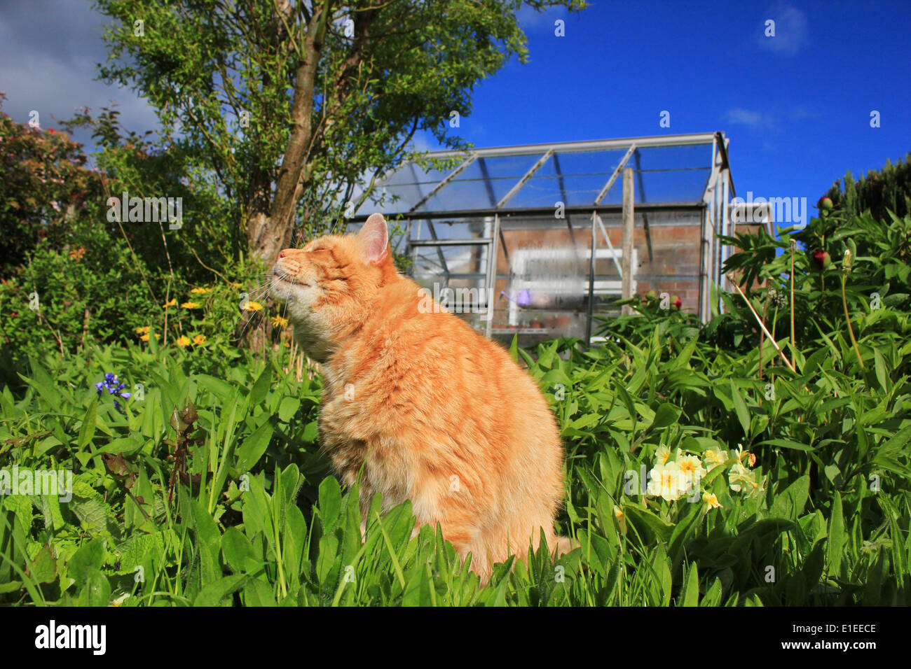 Ginger flowers hi-res stock photography and images - Alamy