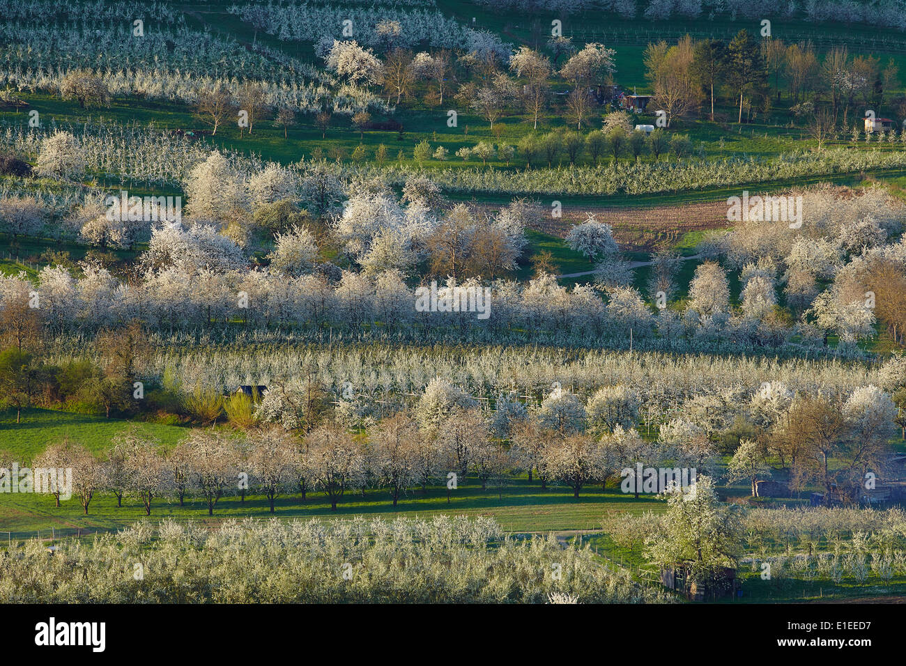 Cherry tree bloom in spring Stock Photo - Alamy