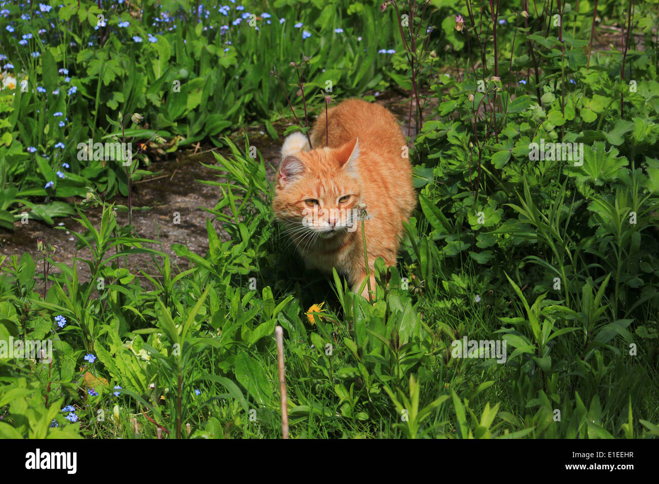 Ginger cat hunting in garden Stock Photo - Alamy