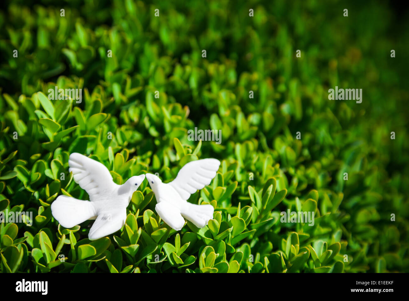 Doves birds hi-res stock photography and images - Alamy