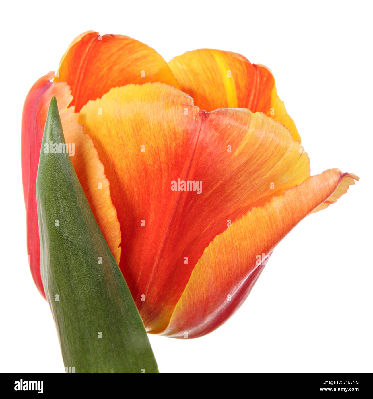 Tulips. Close-up single flower isolated on a white background Stock ...