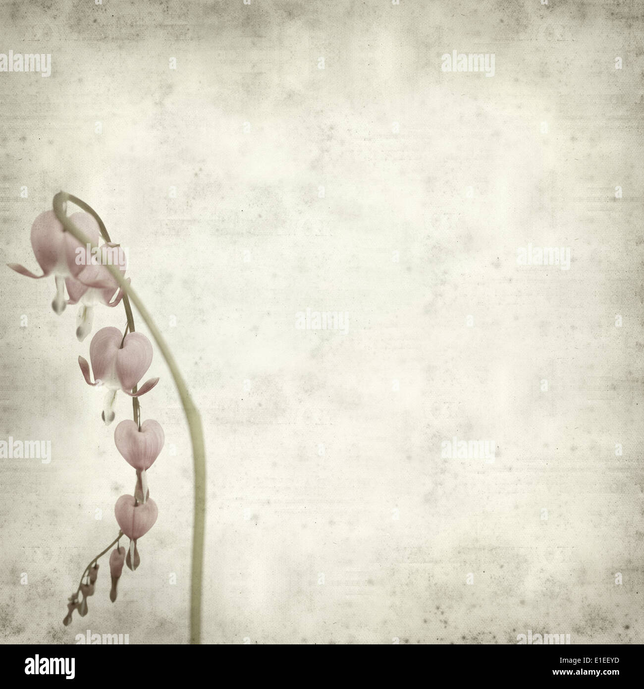 textured old paper background with bleeding heart flowers Stock Photo ...