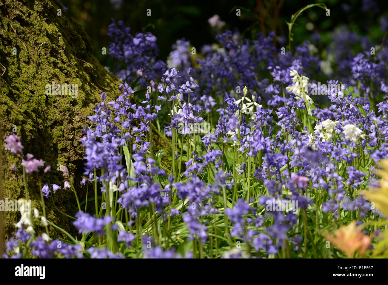 Bluebells in the Spring sunshine at Roath Park, Cardiff Stock Photo - Alamy