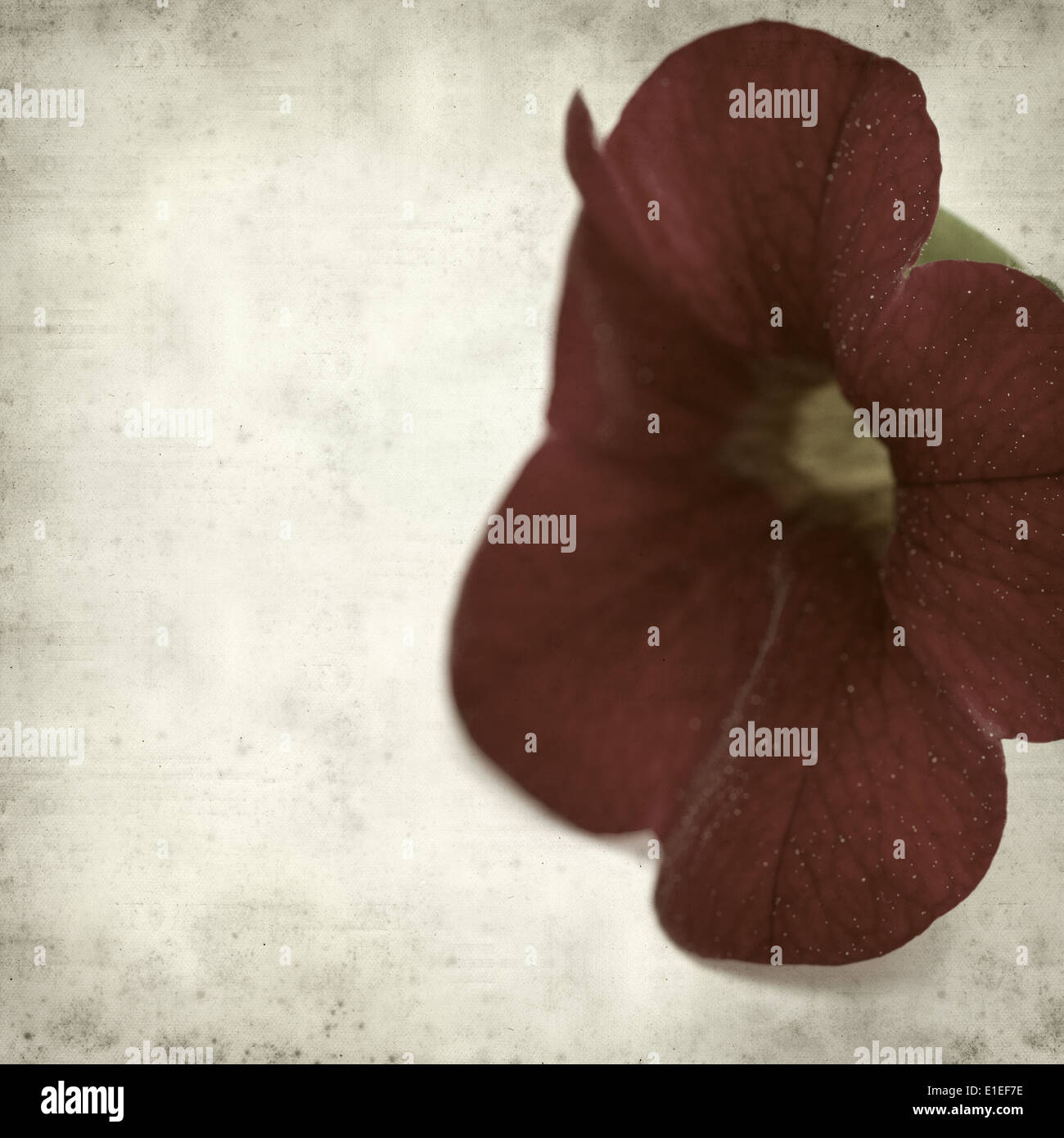 textured old paper background with dark red flowering petunia Stock ...