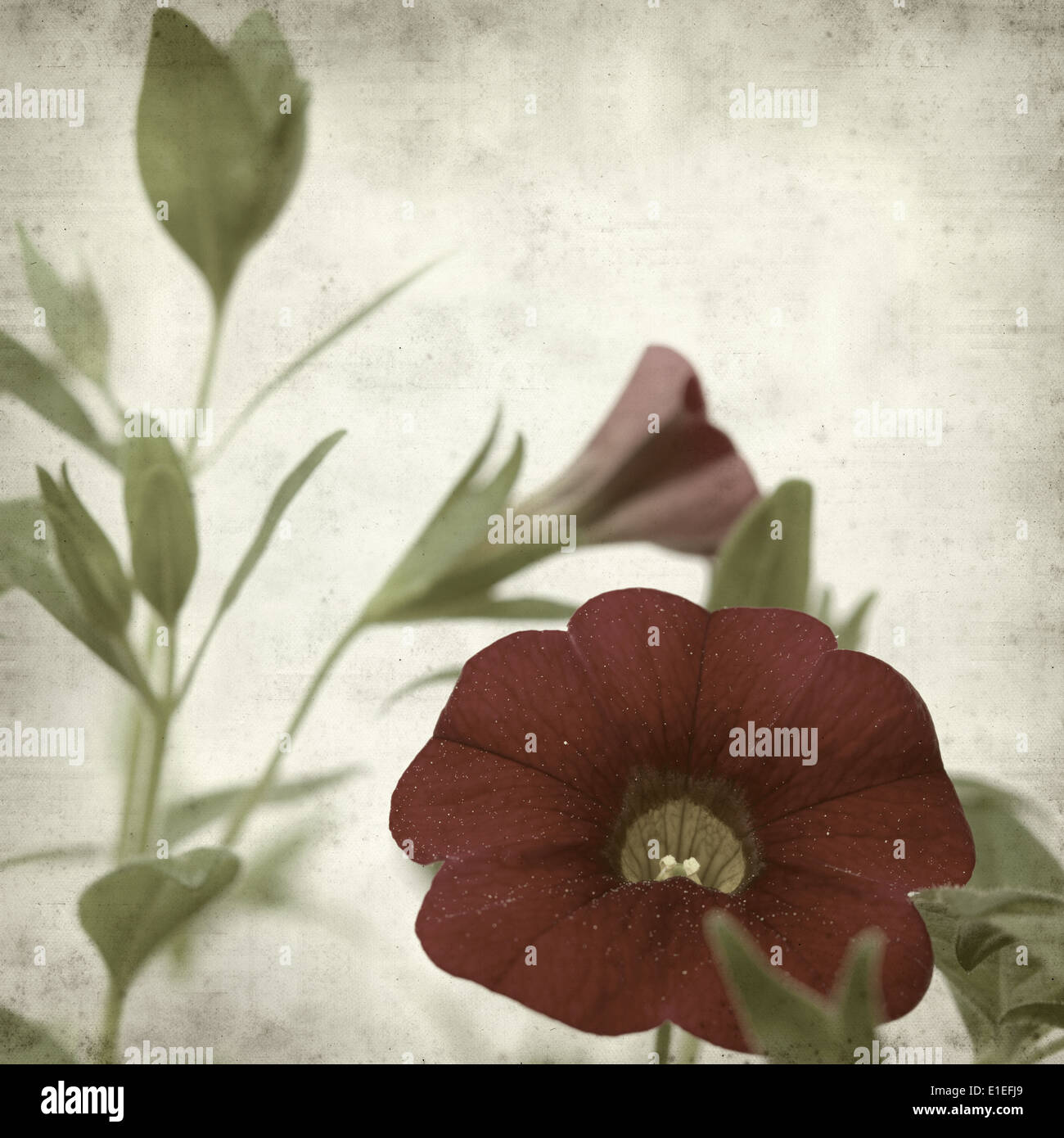 textured old paper background with dark red flowering petunia Stock ...