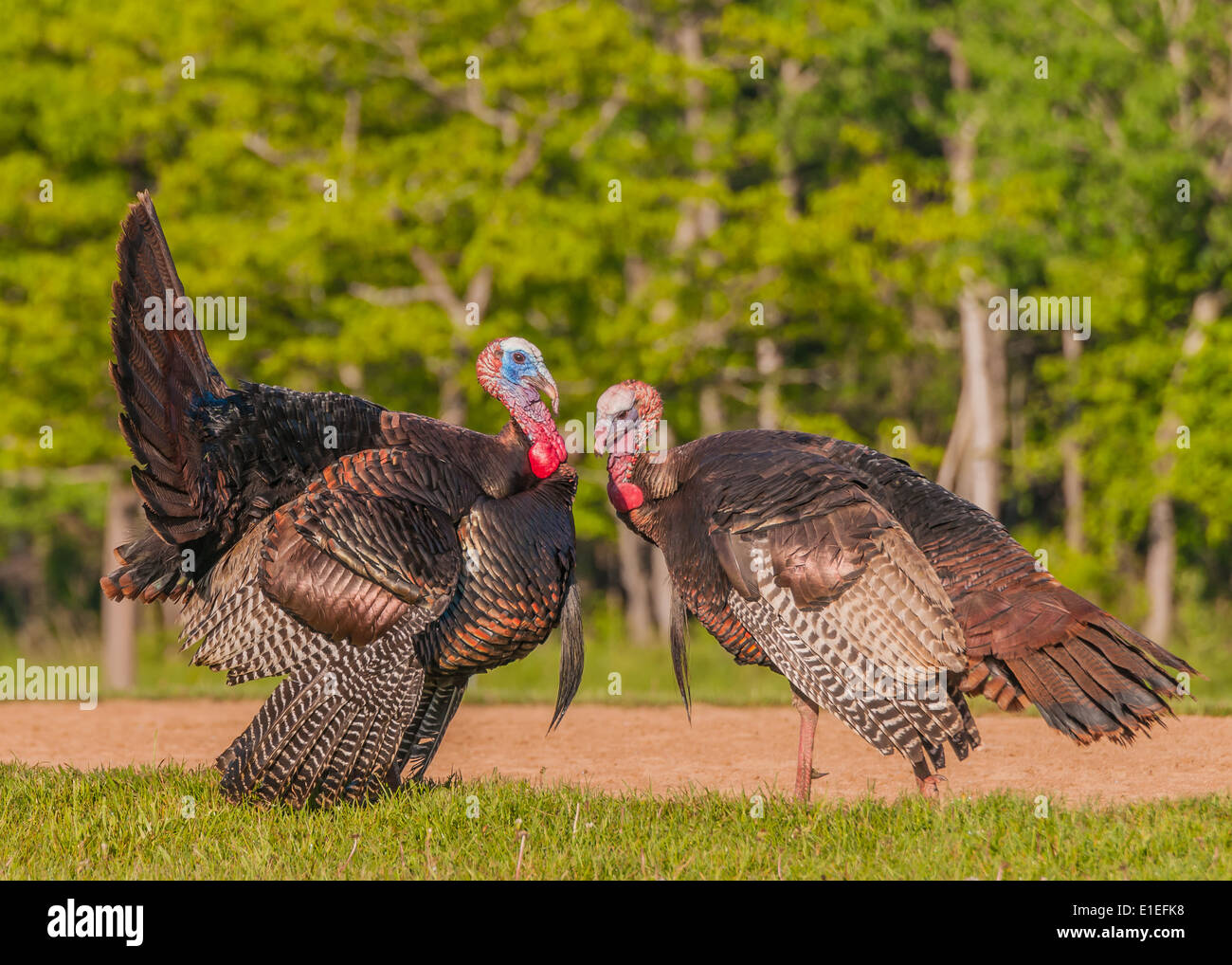 Strutting male wild turkey displaying in the spring mating season Stock ...