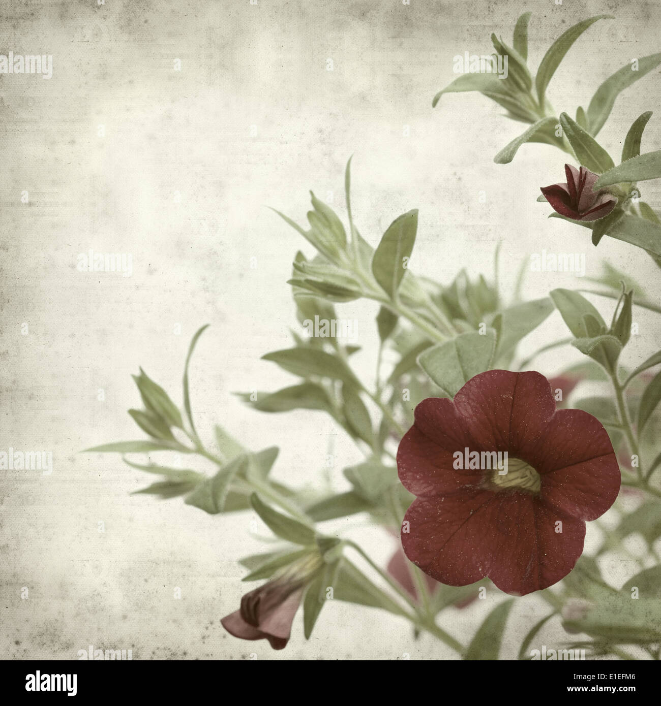 textured old paper background with dark red flowering petunia Stock ...