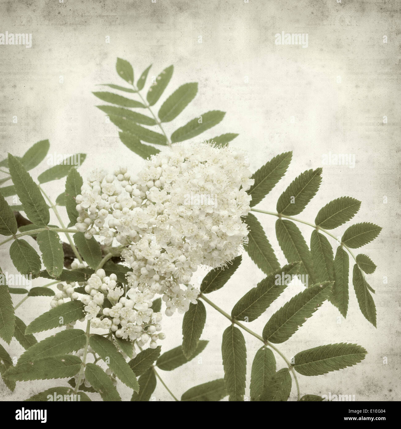 textured old paper background with rowan flowers Stock Photo - Alamy