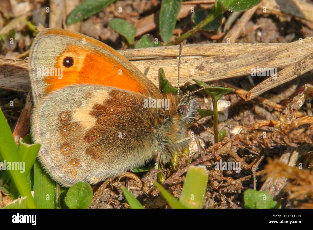 Butterfly meadow hi-res stock photography and images - Alamy