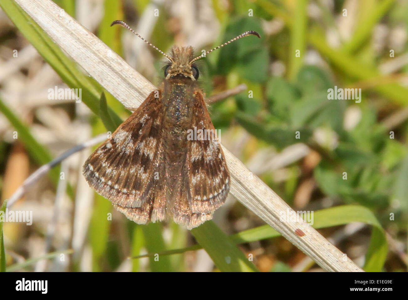 Part Folded Wings High Resolution Stock Photography and Images - Alamy
