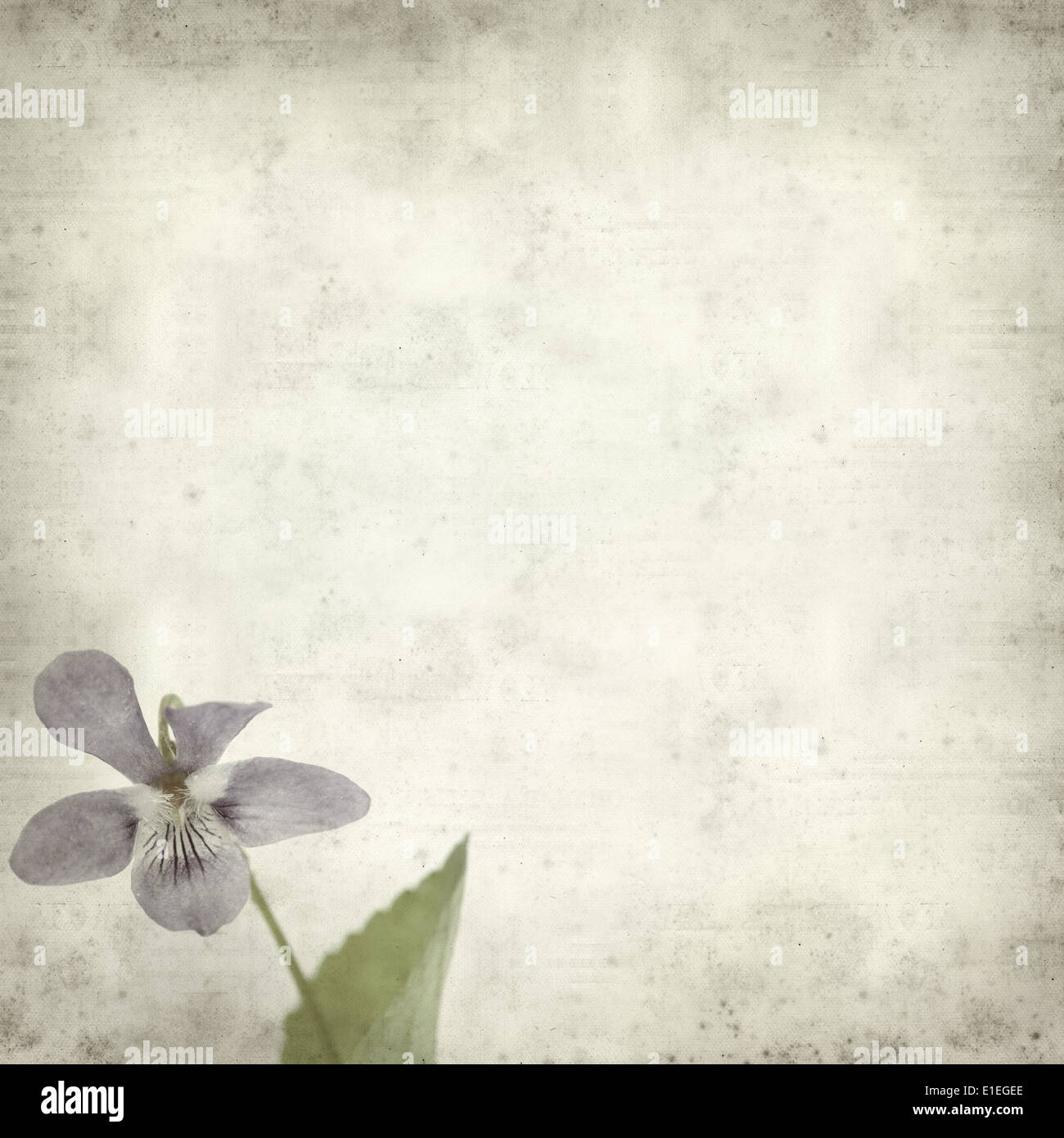 textured old paper background with wild violet Stock Photo - Alamy