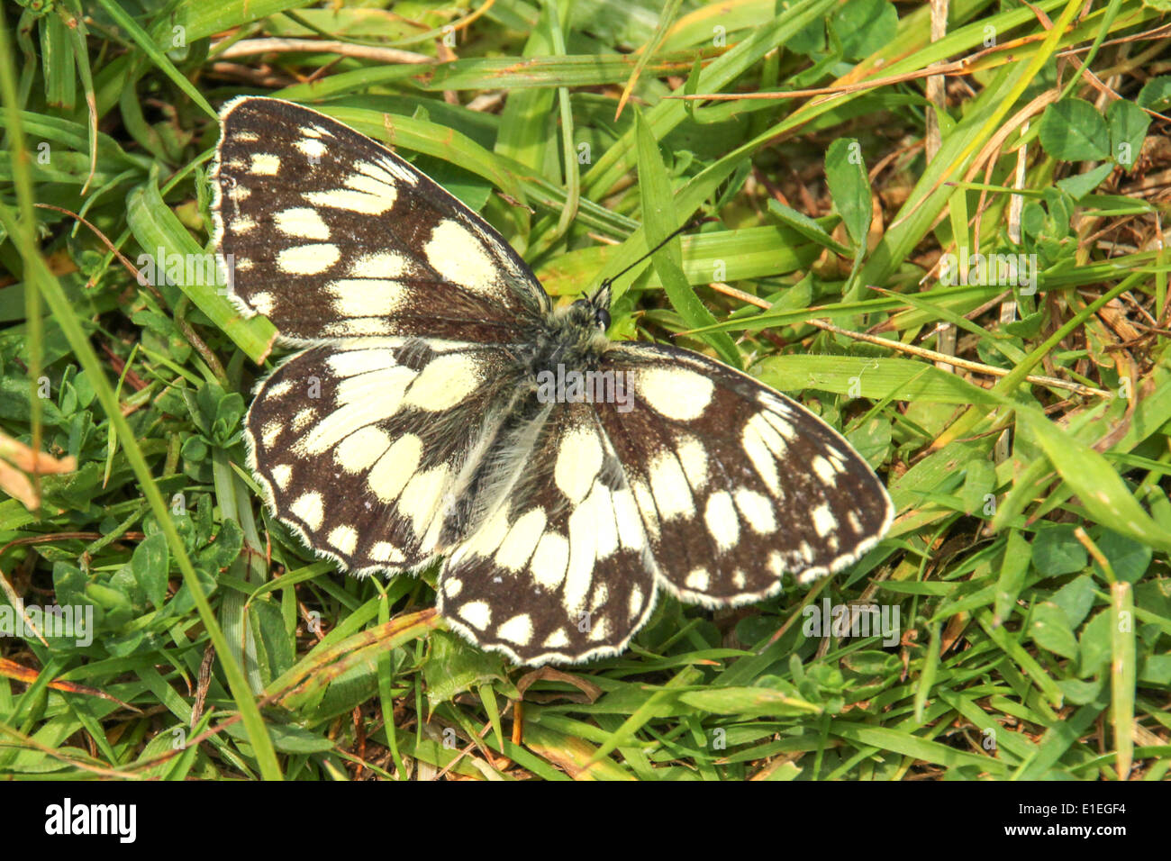 Marbled White butterfly open wings on grass Stock Photo - Alamy
