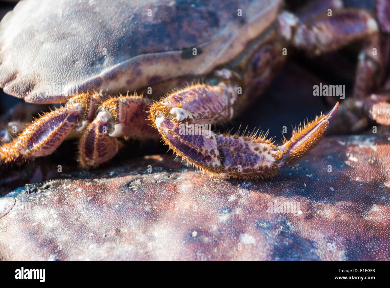 Fresh seafood catch hi-res stock photography and images - Alamy