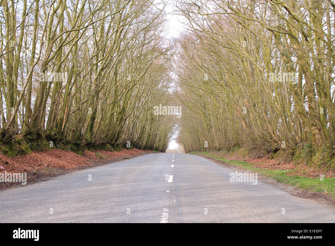 An open road in somerset Stock Photo - Alamy