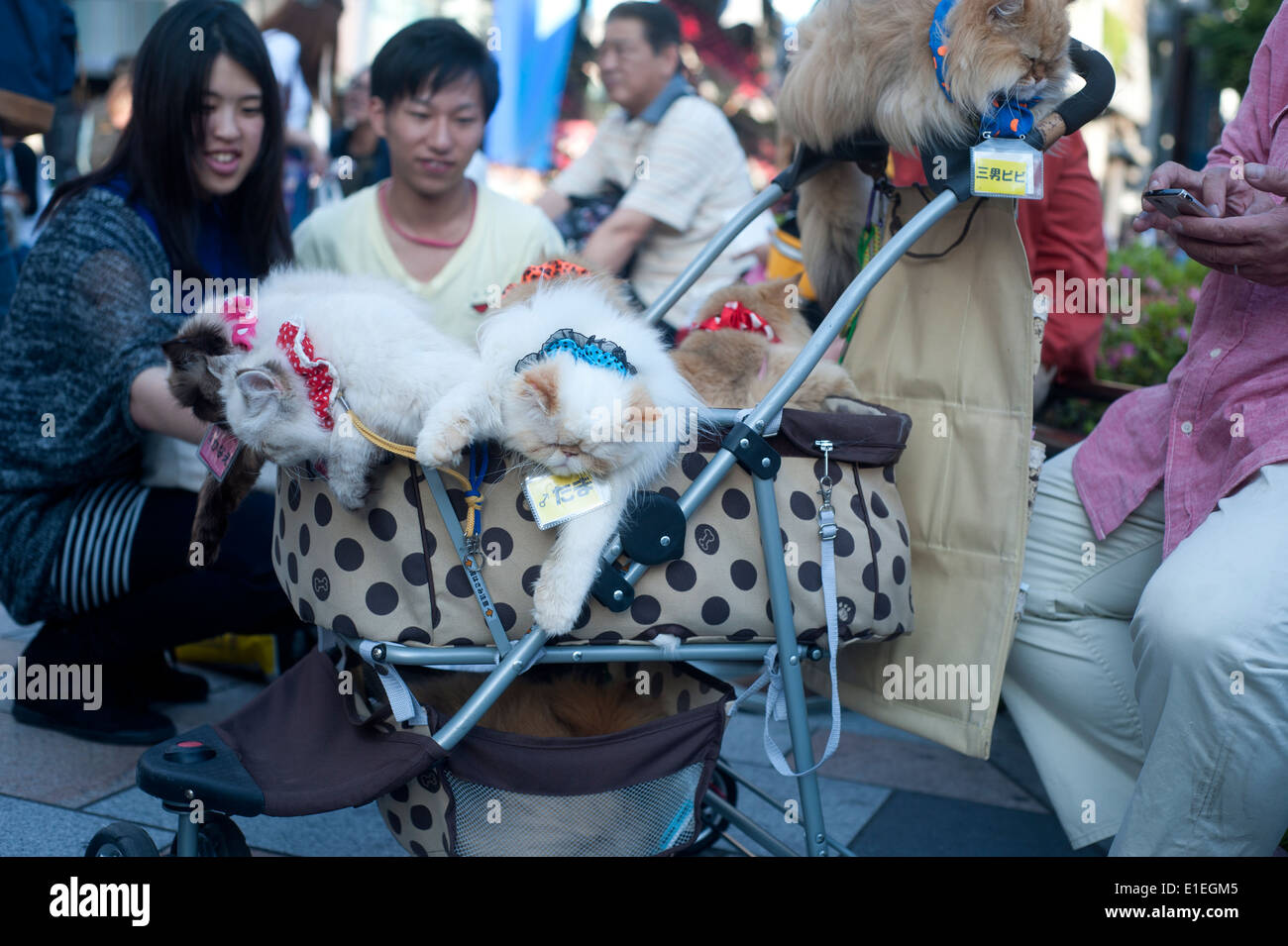Tokyo Japan - Lady carrying cats in a stroller Stock Photo - Alamy