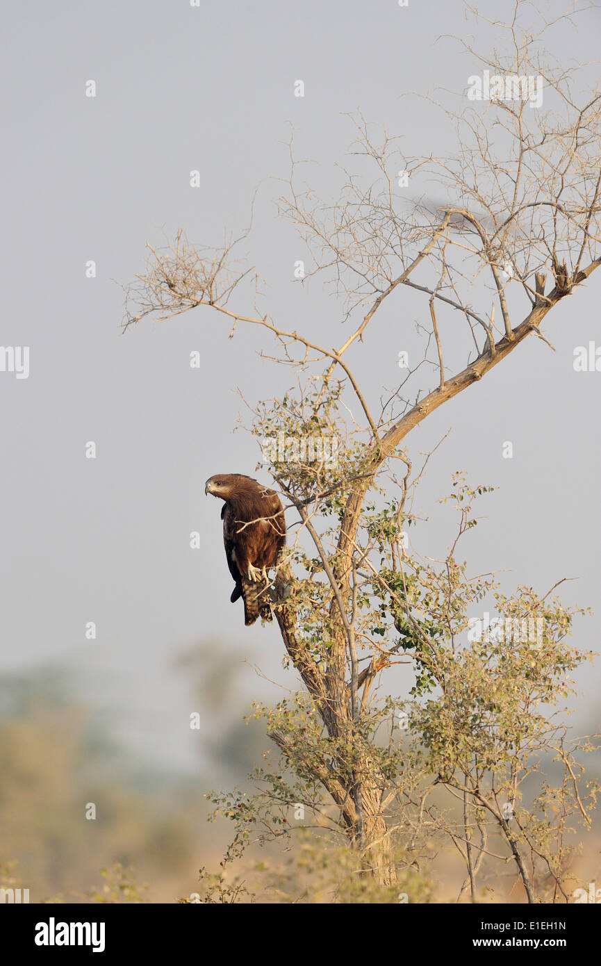 Buzzard tree hi-res stock photography and images - Alamy