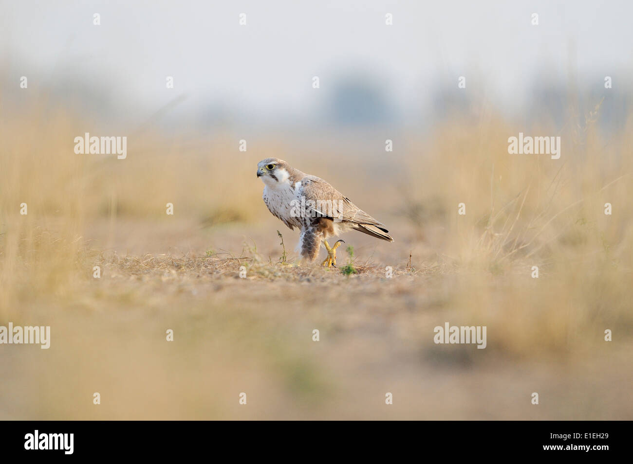 Laggar falcon hi-res stock photography and images - Alamy