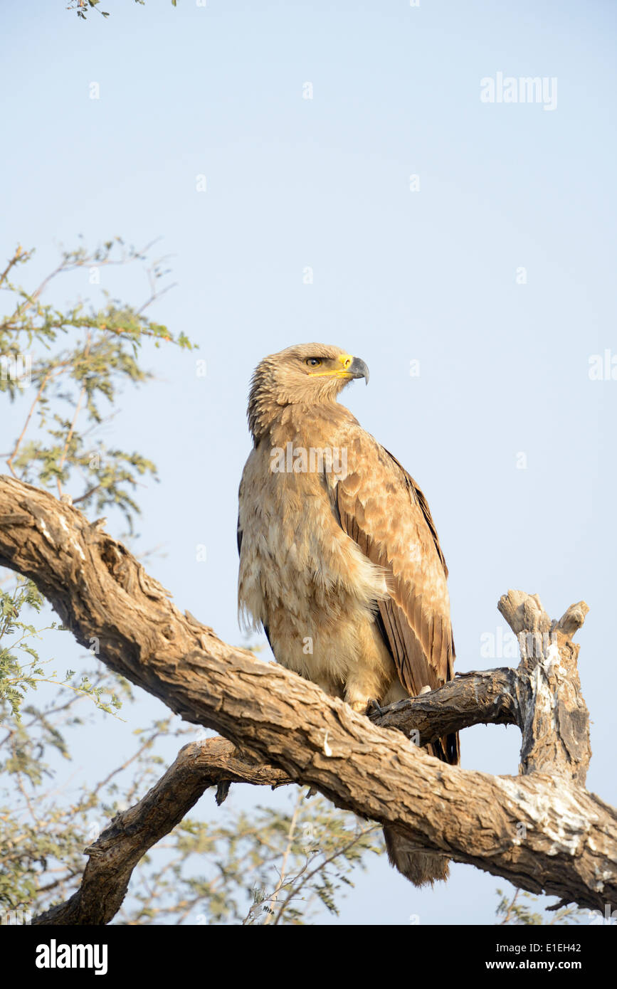 Eagle on the tree hi-res stock photography and images - Alamy