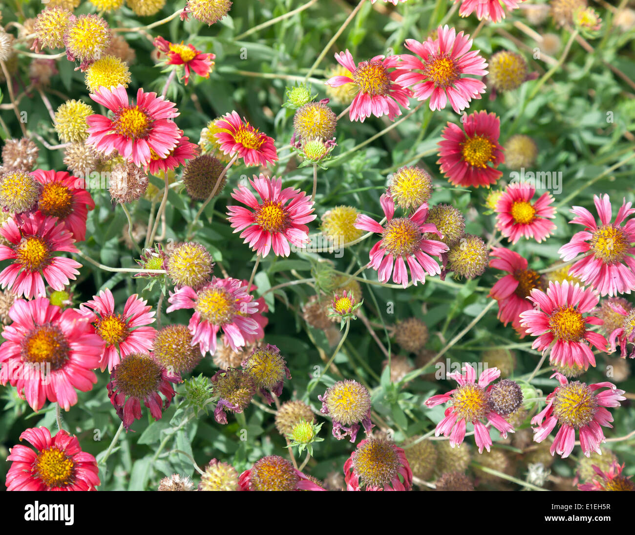 Vibrant wild flowers hi-res stock photography and images - Alamy