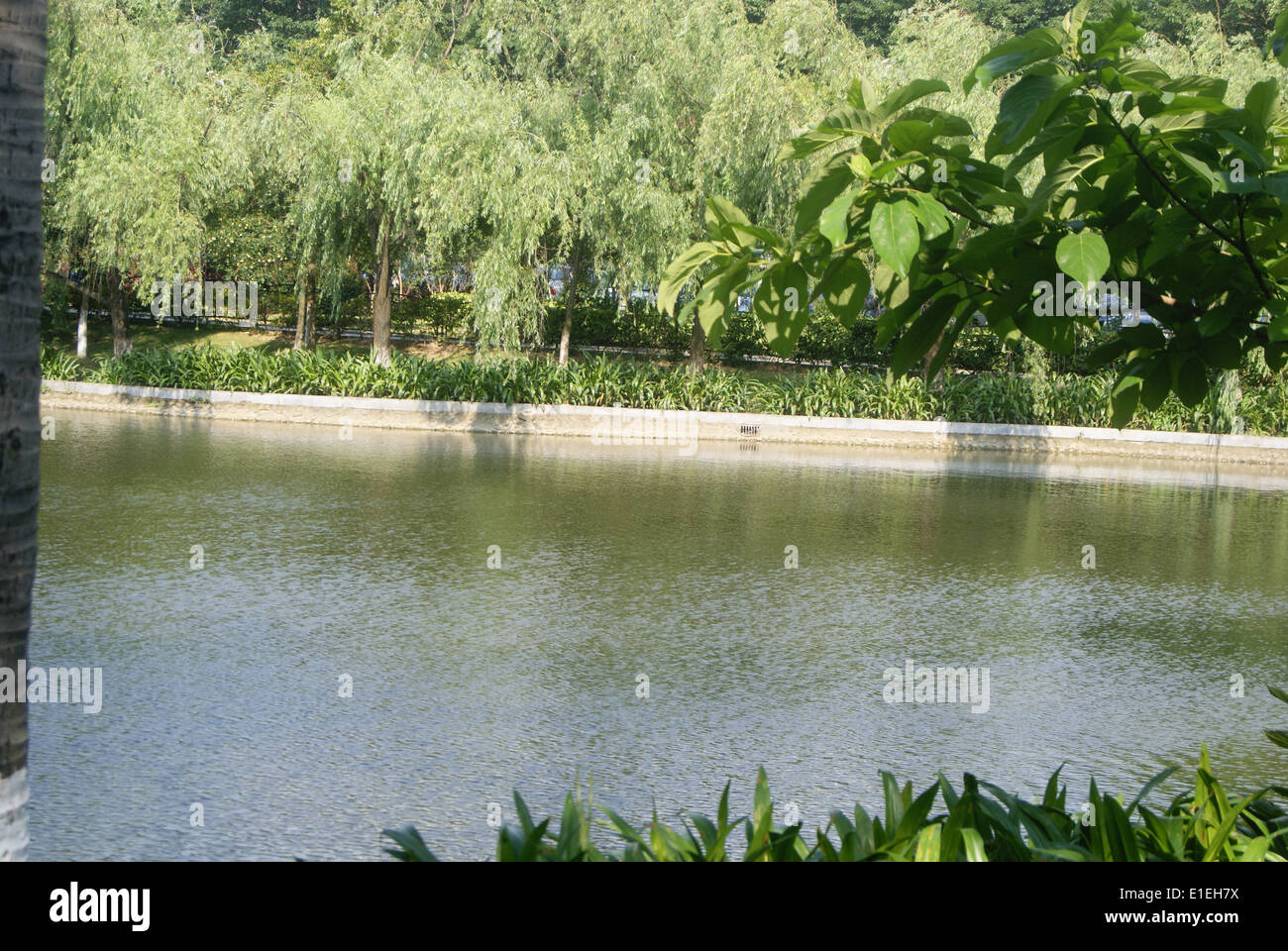 Lakeside landscape, willow and lake water Stock Photo - Alamy