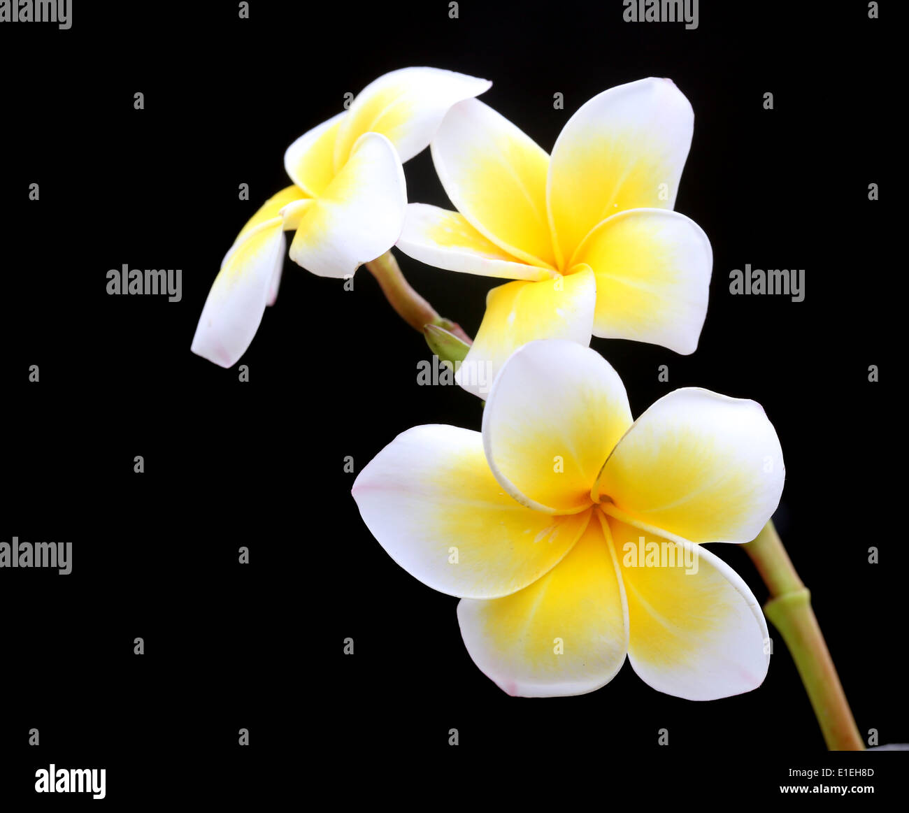 Black red frangipani hi-res stock photography and images - Alamy