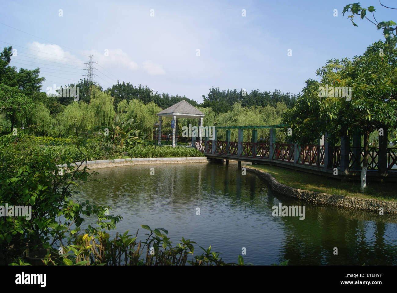 Lakeside landscape, willow and lake water Stock Photo - Alamy
