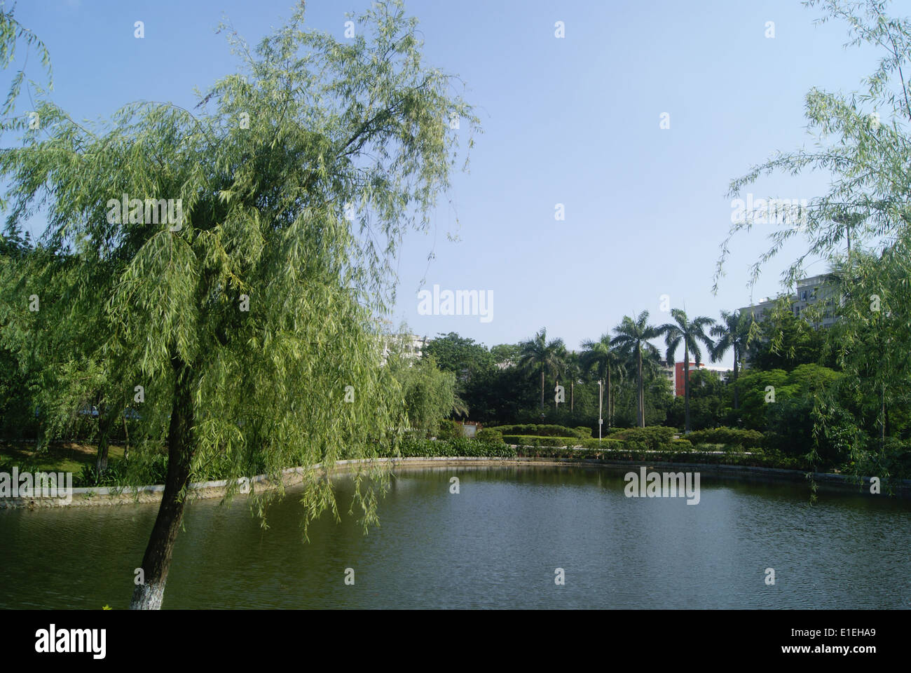 Lakeside landscape, willow and lake water Stock Photo - Alamy