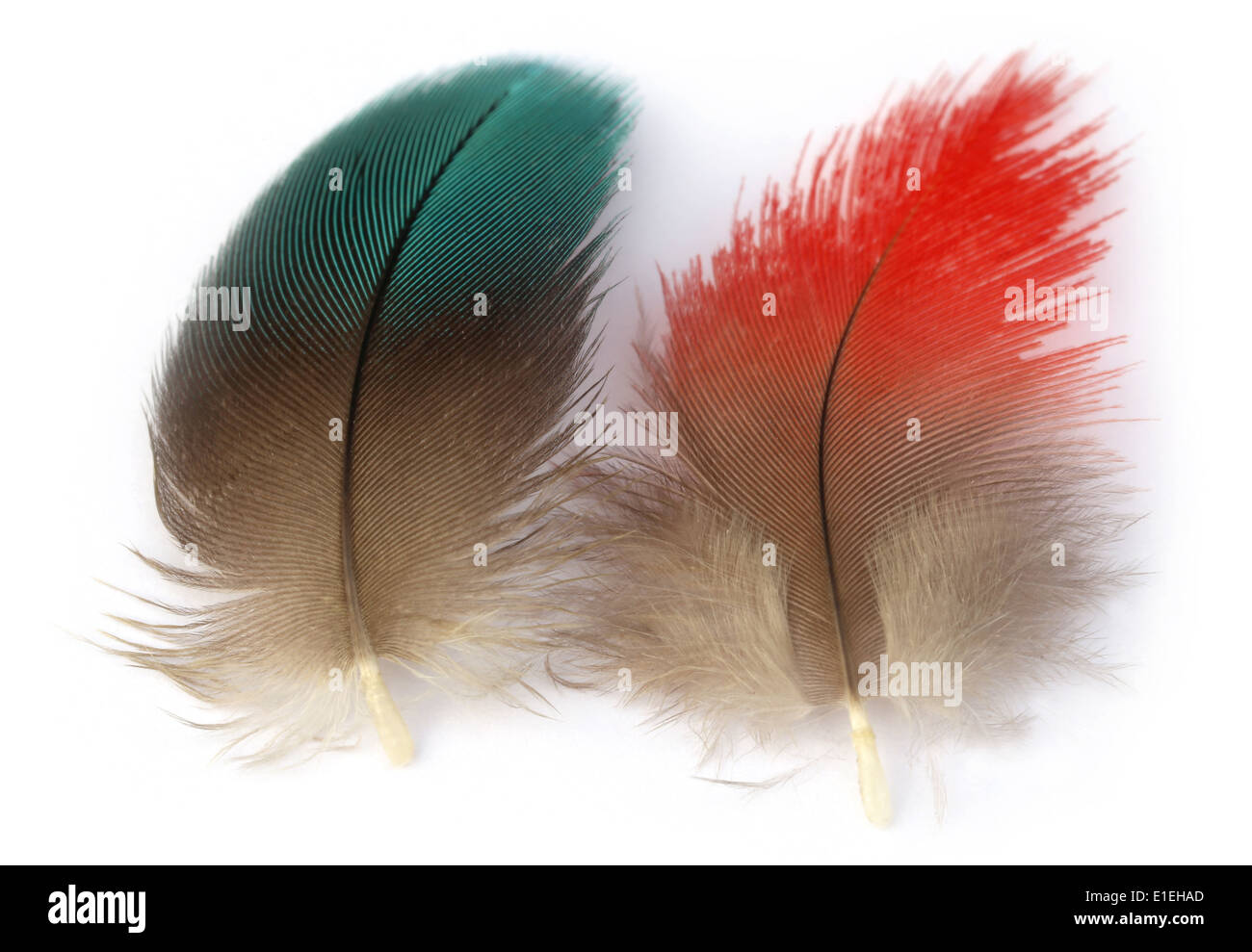 Colorful feather of macaw bird over white background Stock Photo - Alamy